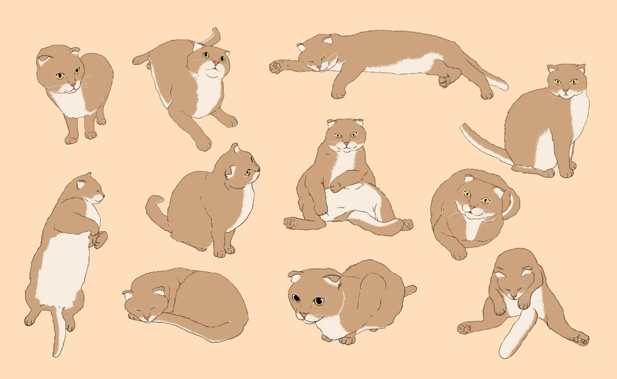 11 Cats (Scottish Fold)