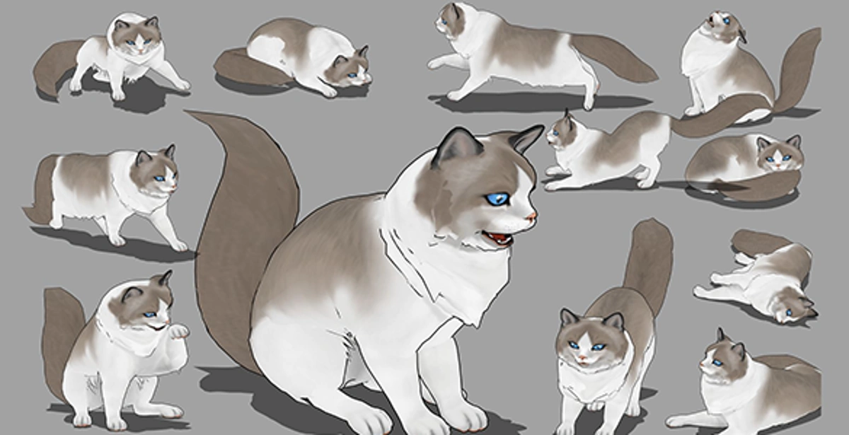Animal Series (4) Ragdoll Cat