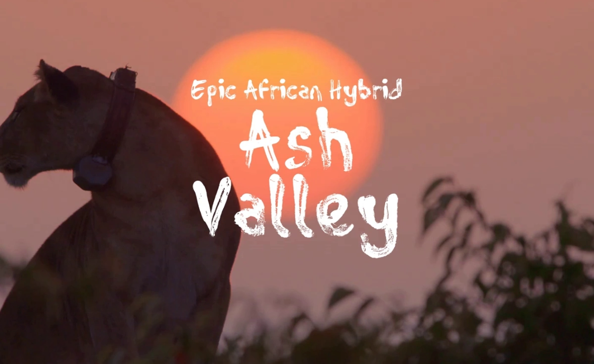 Ash Valley / Epic African Hybr