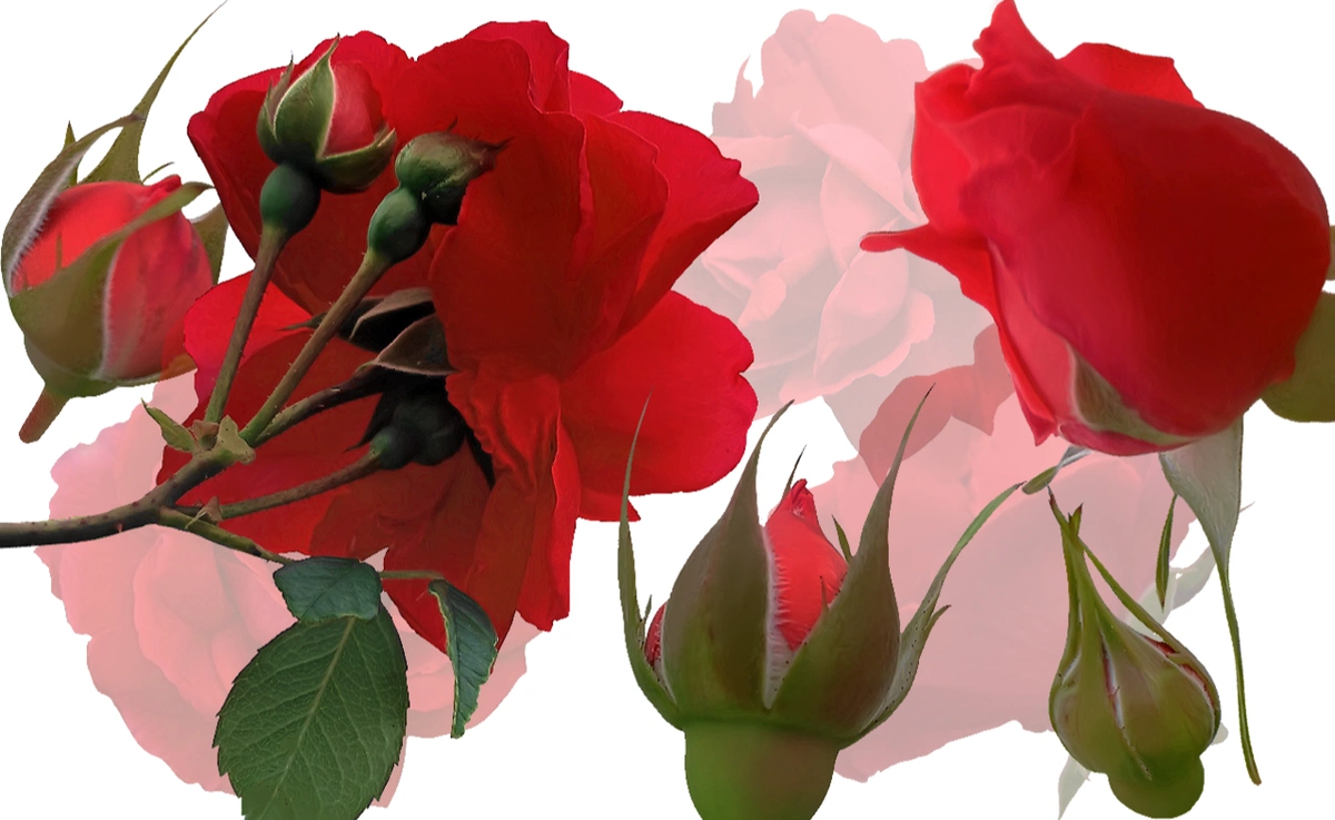Red in real rose material