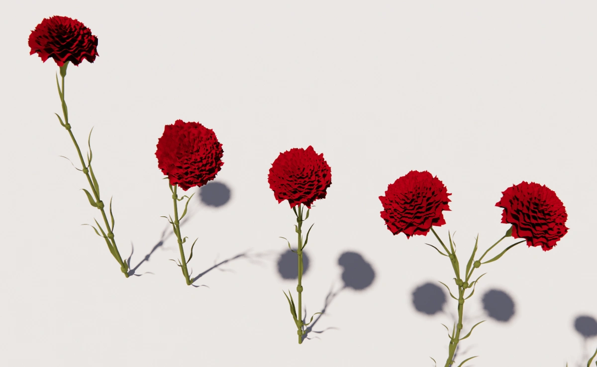 5 Carnation flowers (3D illustrated style)
