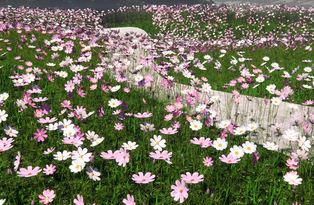 Flower and Tree Series - Cosmos Flower Garden Road (Video)