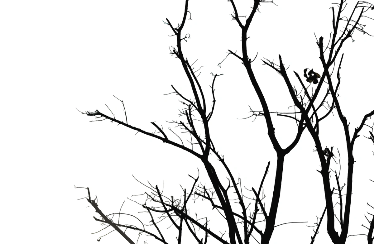 Withered tree 12 styles 14