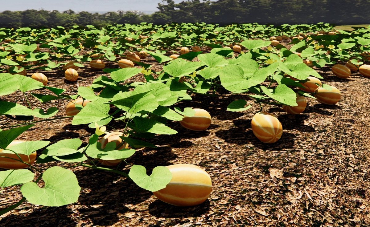 [Video] Making a Korean melon field