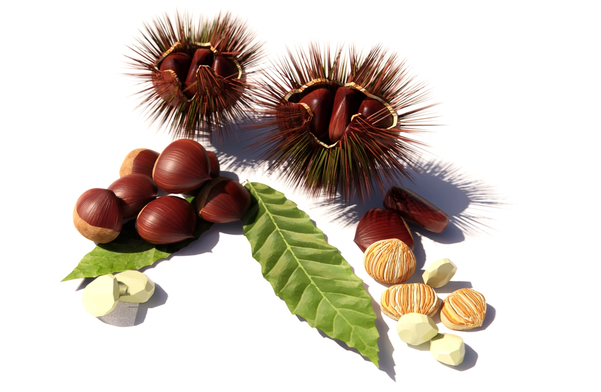 Nuts Series - Chestnut