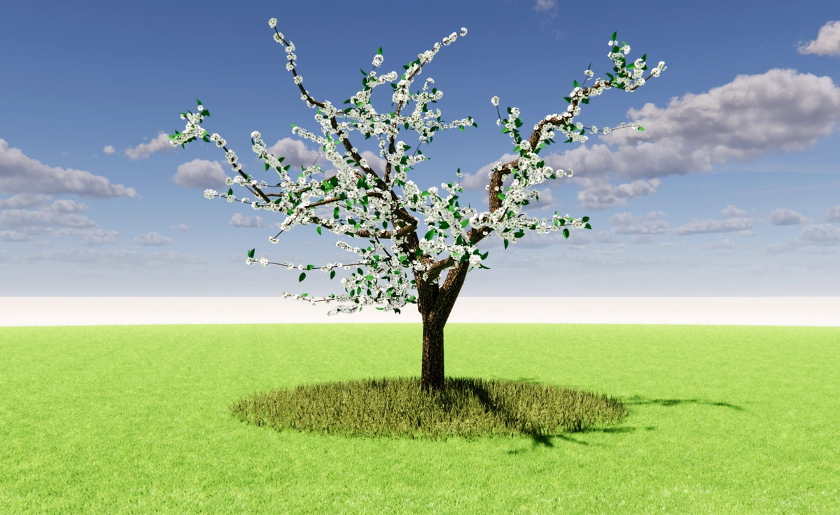 [3D] Flowering pear tree