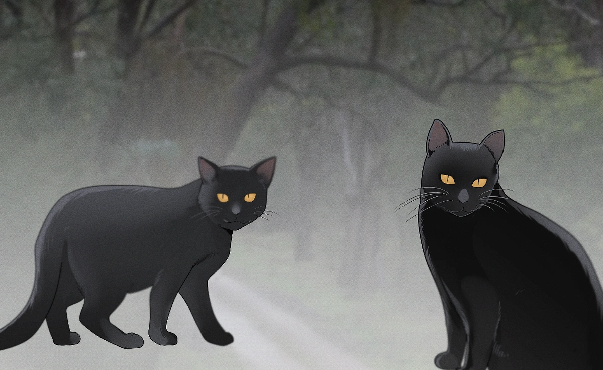6 black cat burn materials