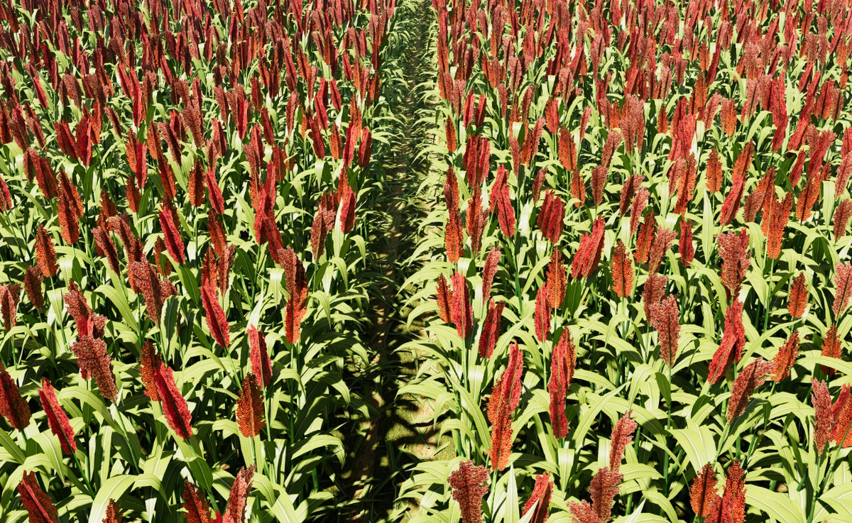 [Video] Red Sorghum Field