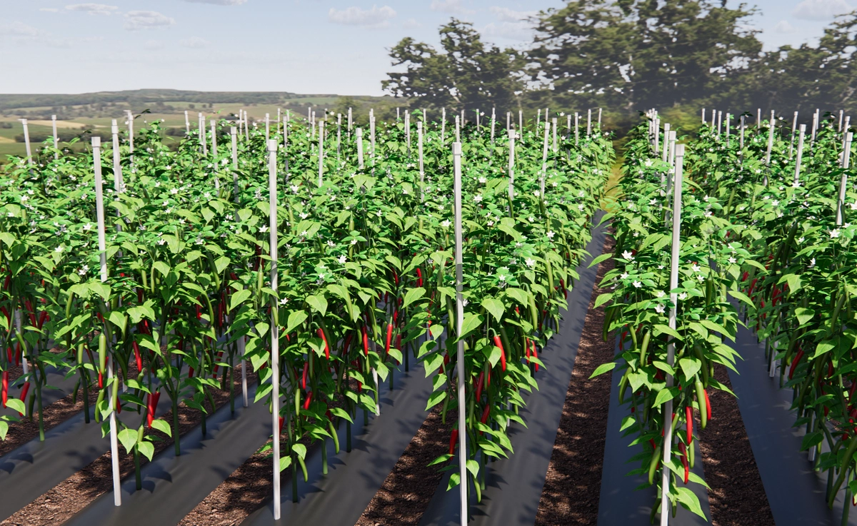 [Video] Pepper Field