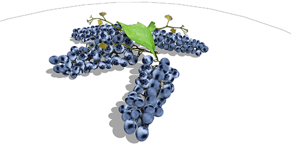 Fruit Series - Grape