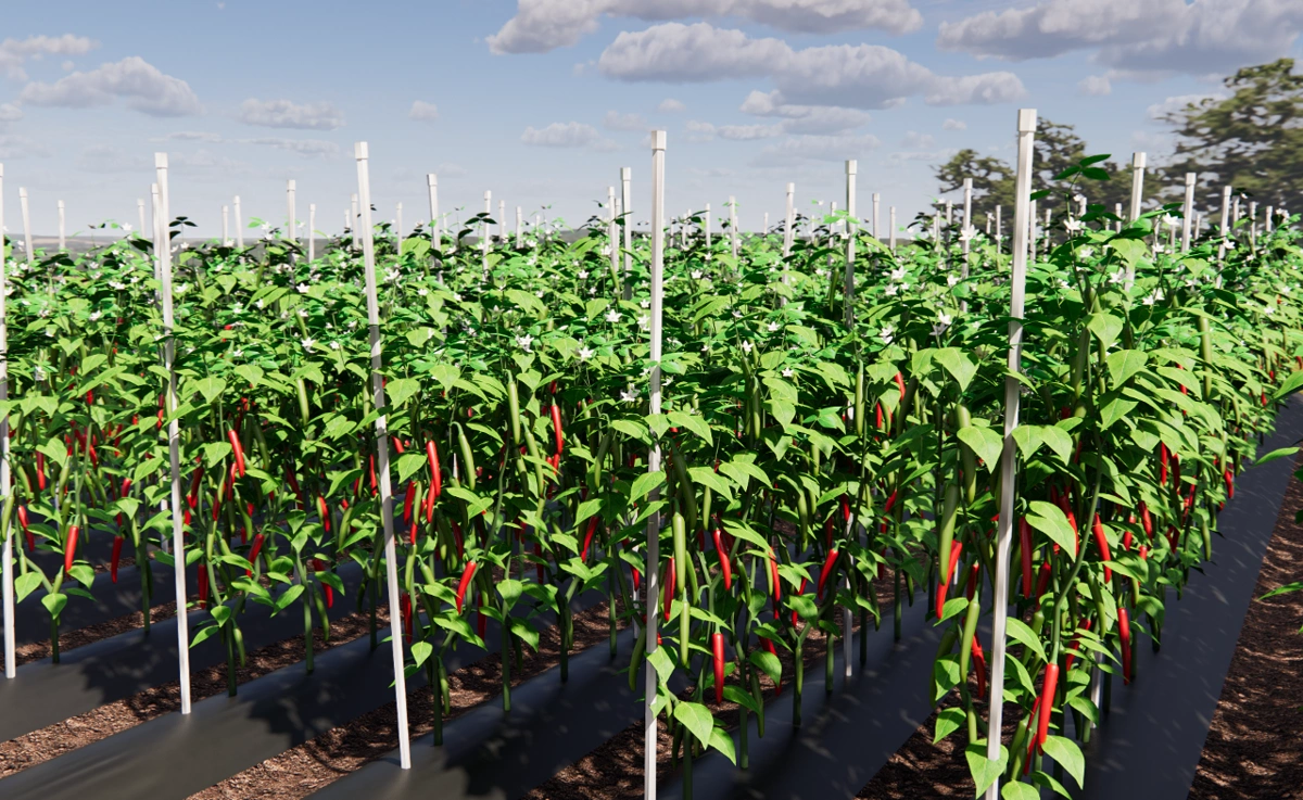 Pepper Fields (3D Illustrated Style)