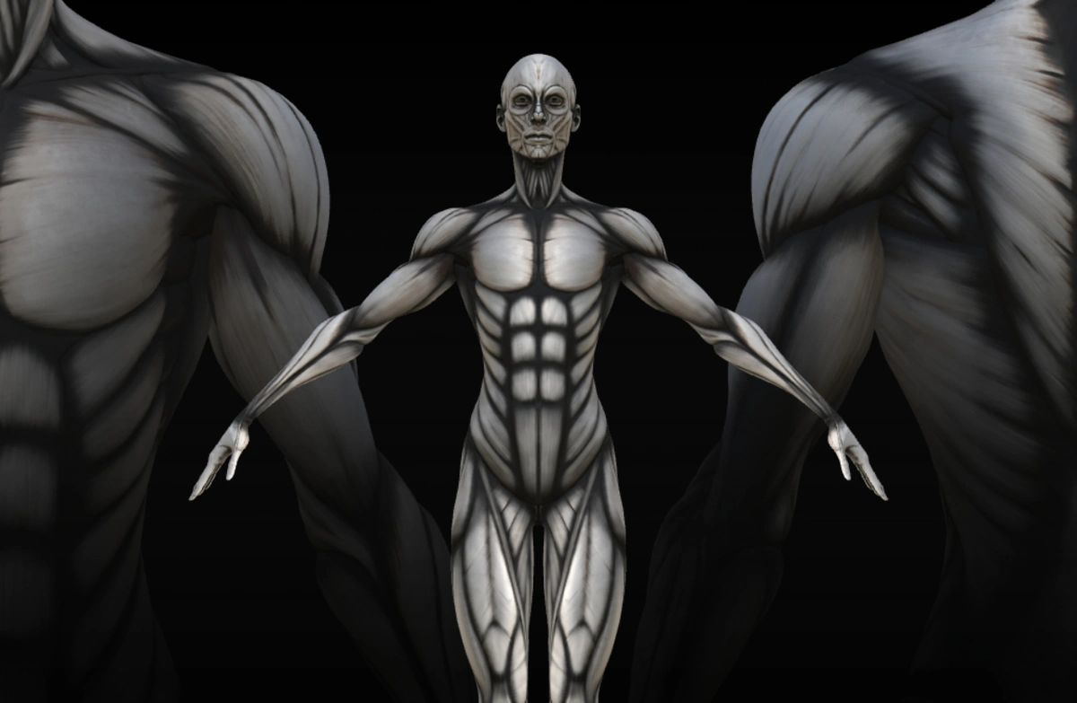 ToonMoi 3D Human Body Collection [Basic Man G]