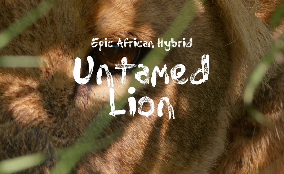 Untamed Lion / Epic African Hy