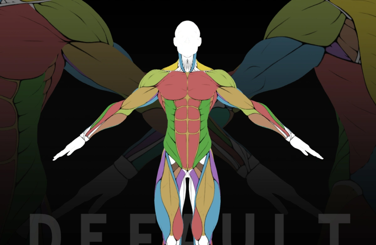 ToonMoi 3D Human Body Collection [Body Builder Man K]