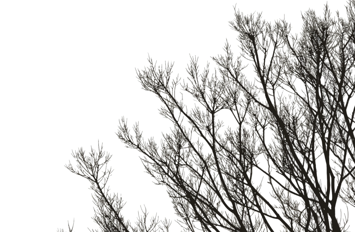 Withered tree 12 styles 15