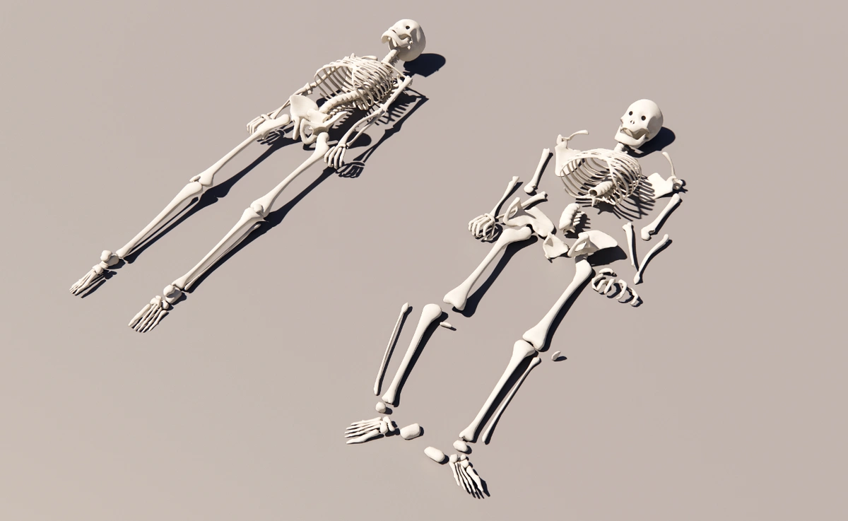 [Video] Two human bones