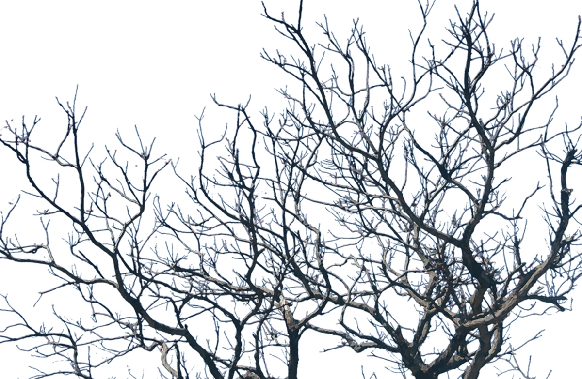 Dry Trees and Branches (105types) PNG
