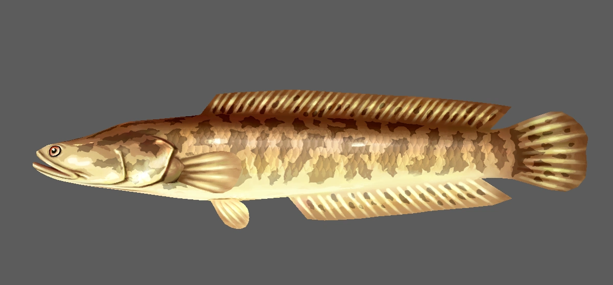 snakehead