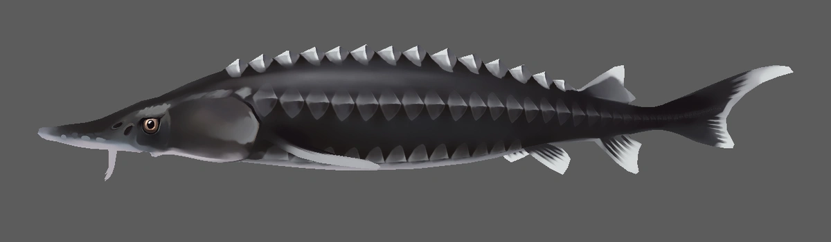 sturgeon